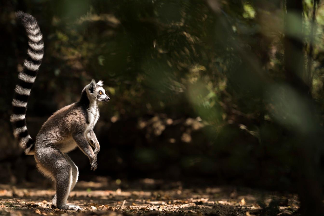 Lémuriens de Madagascar : guide complet des espèces