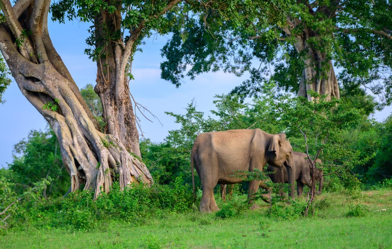 Safari Sri Lanka : guide complet des parcs nationaux
